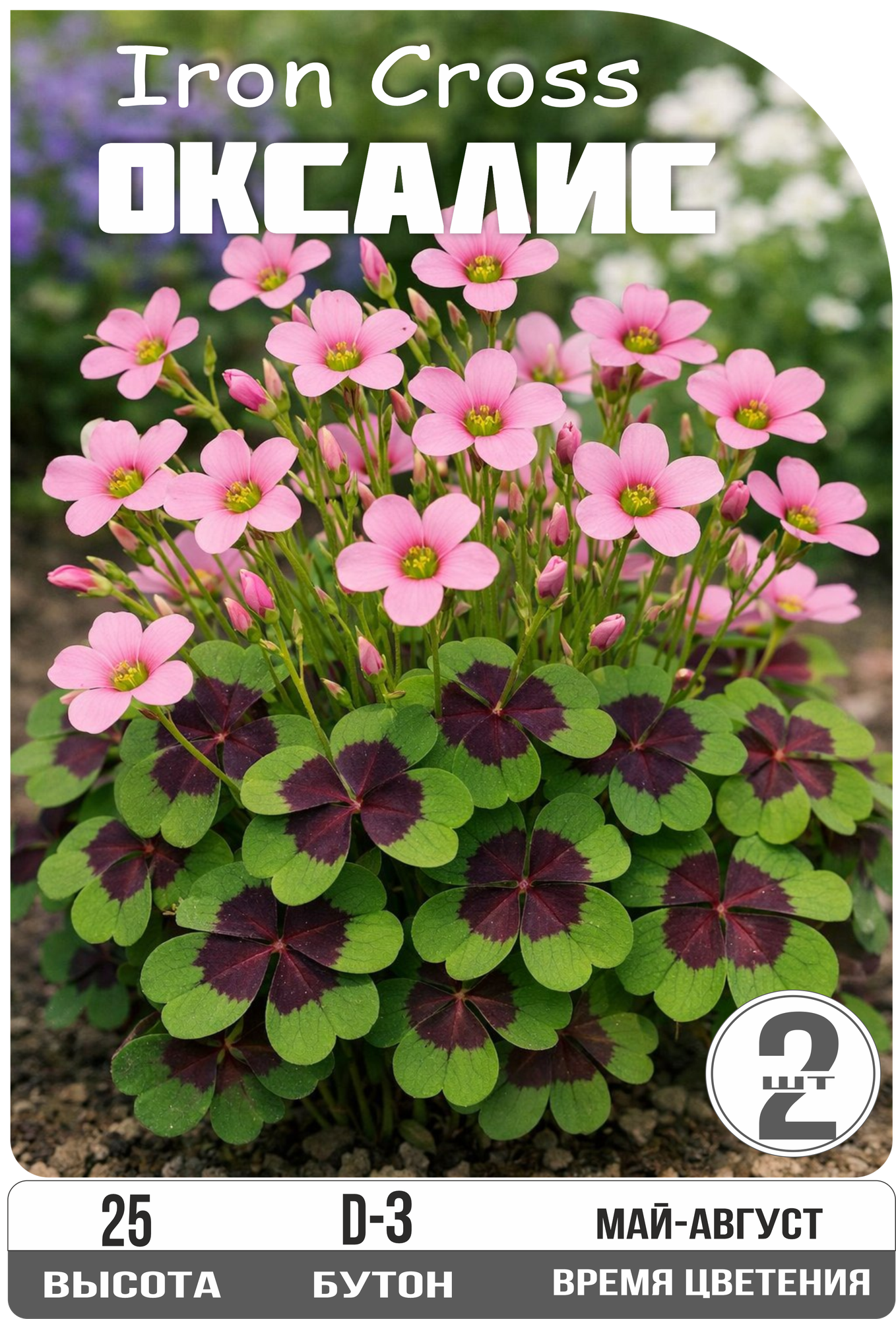 Луковицы Oxalis "Iron Cross" Eywa, морозостойкие, розовые, 2шт.