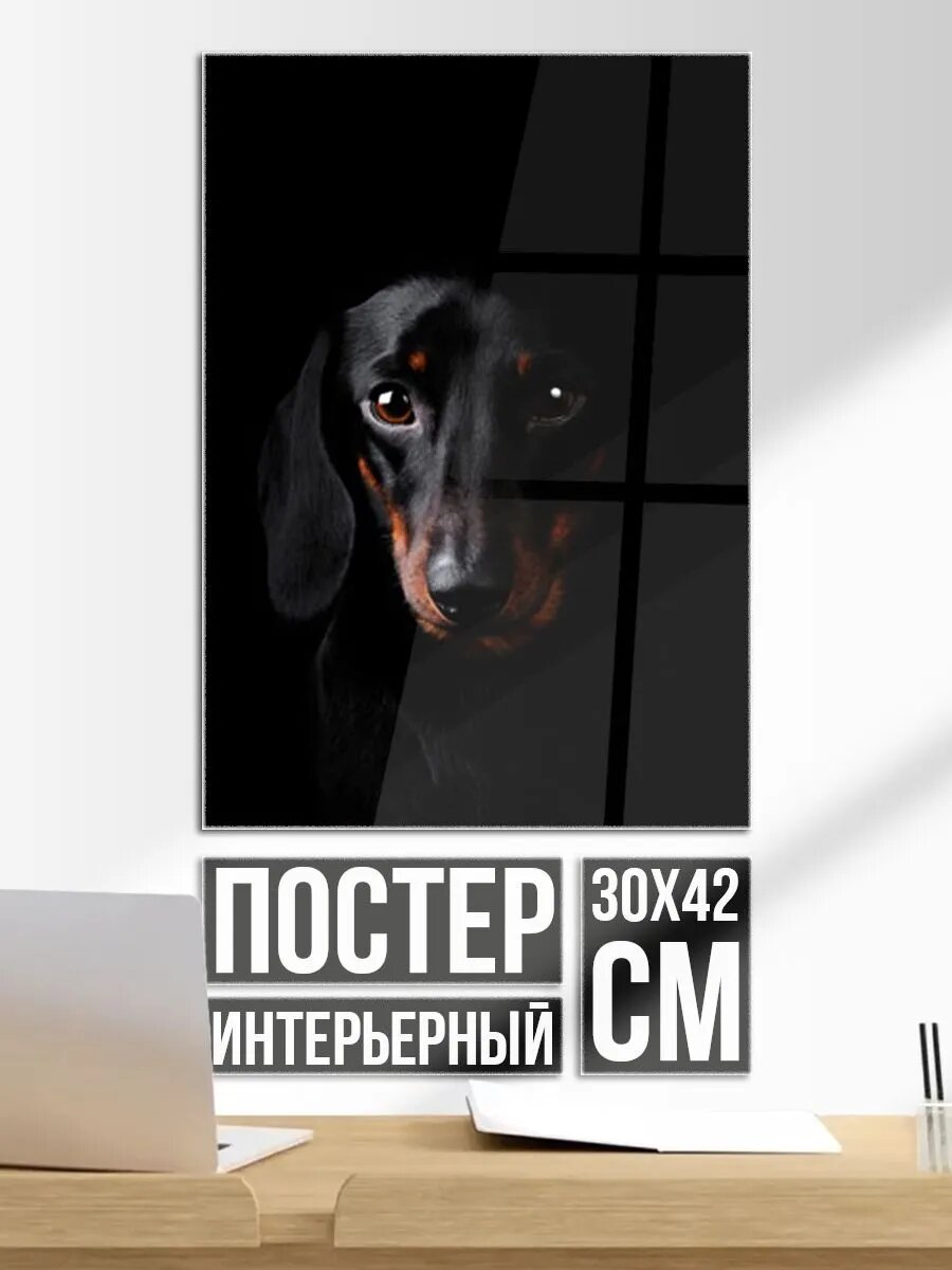 Постер на стену Такса
