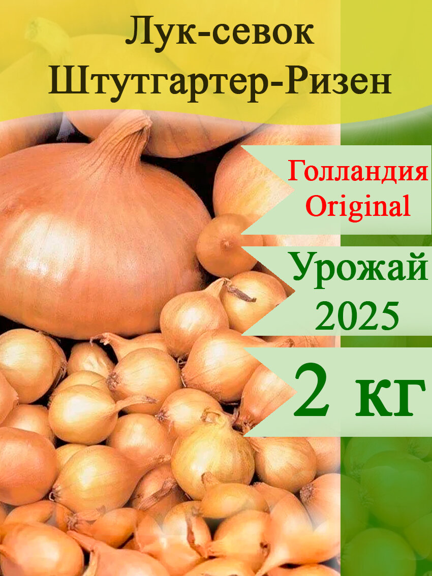 Лук севок Штутгартер Ризен 2 кг Голландия