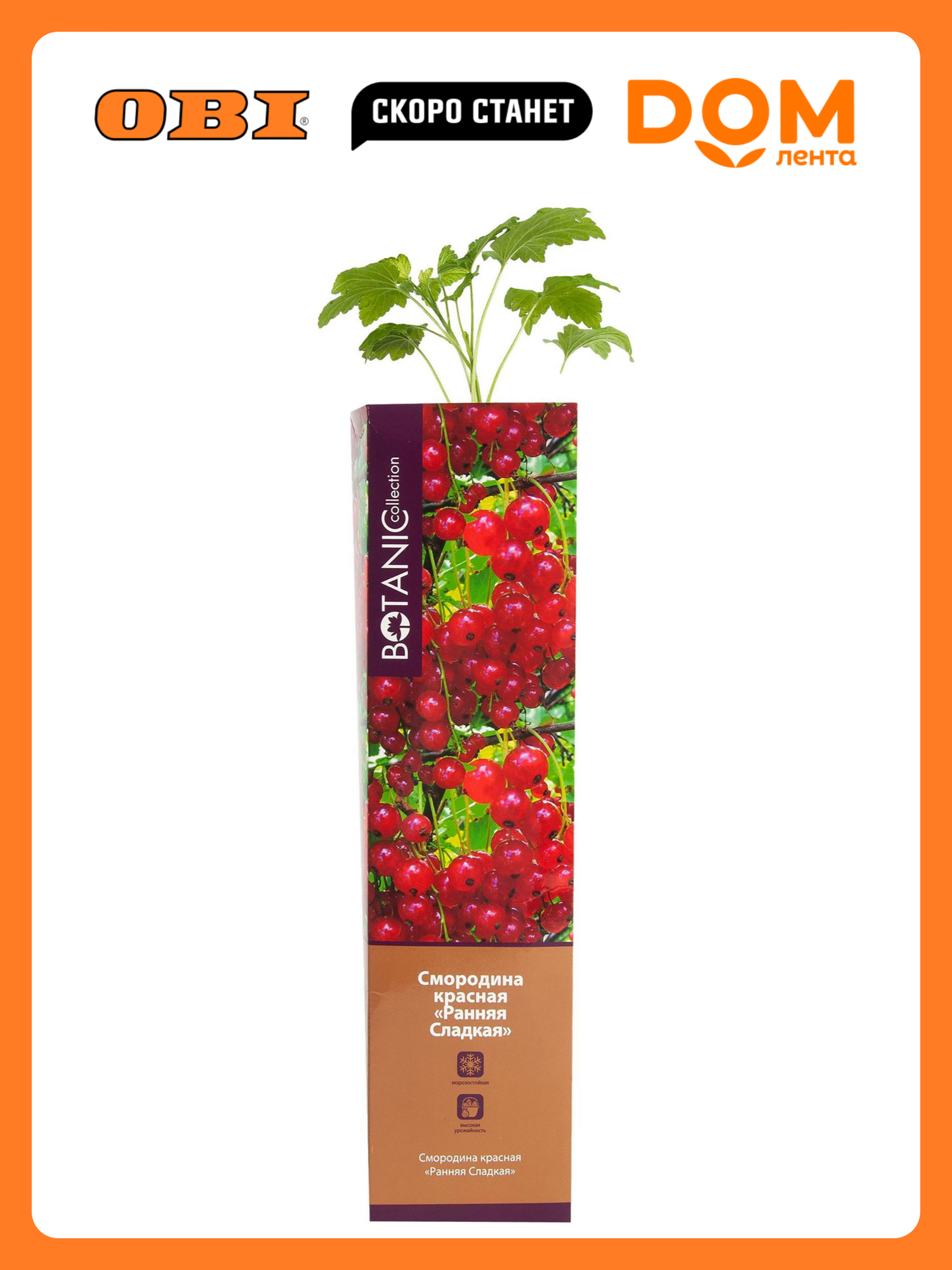 Саженец смородины 7Цветов Н40, многолетние, полутень/солнце, 40 см, 0,25 кг