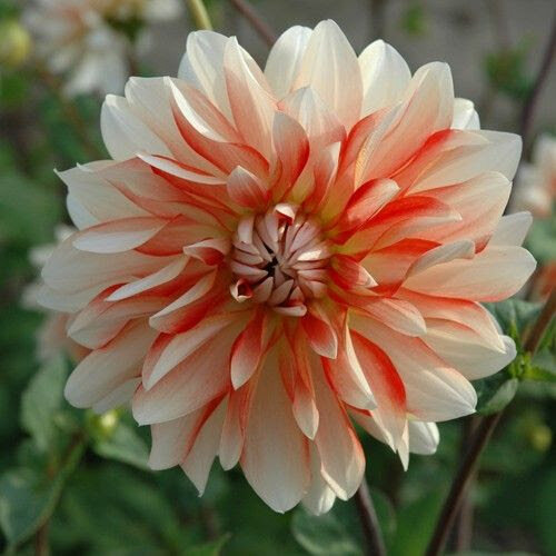 Георгина Пенни Лейн (1 клубень), Нидерланды