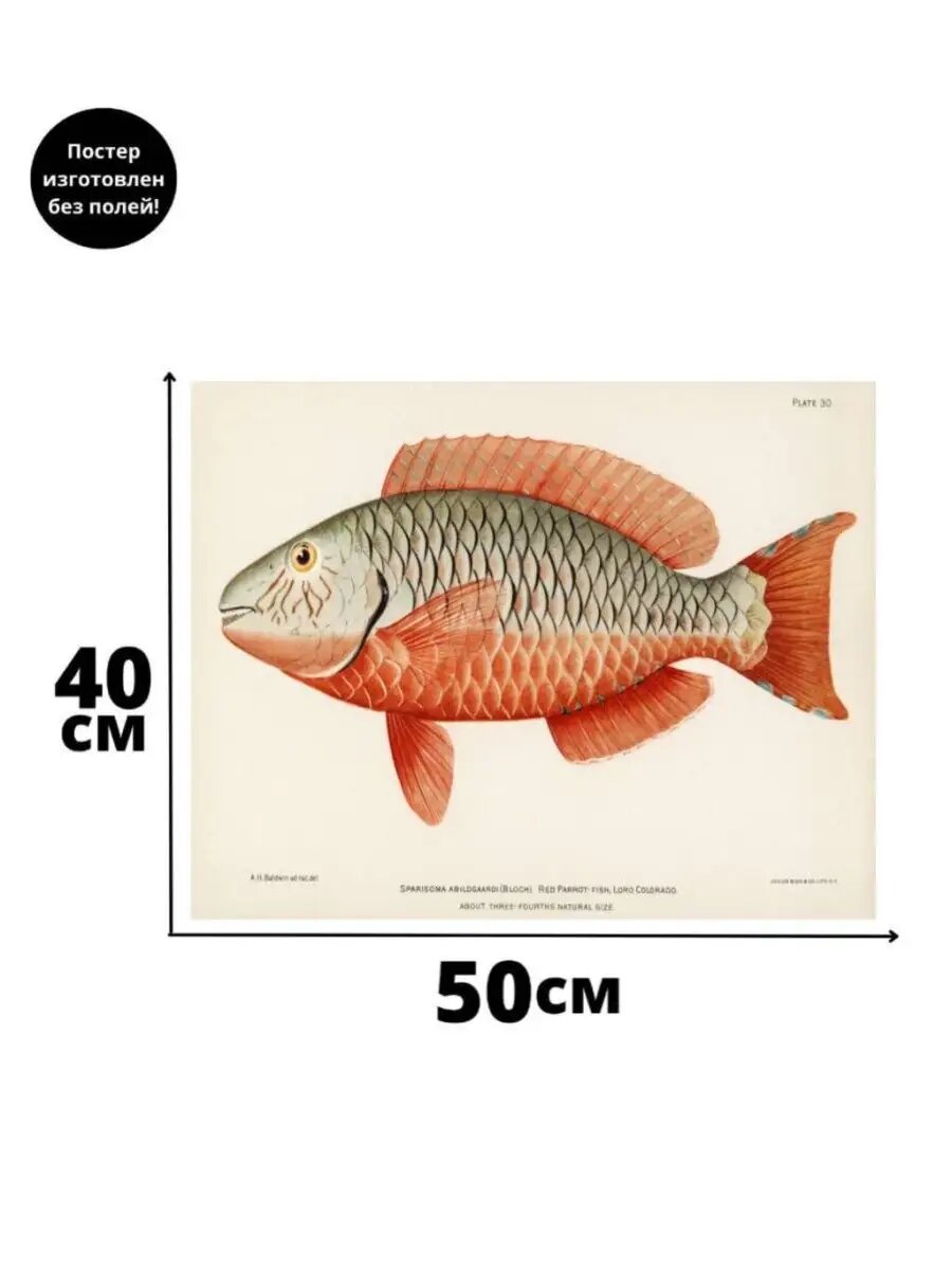 Постер в морском стиле Рыба в ретро стиле