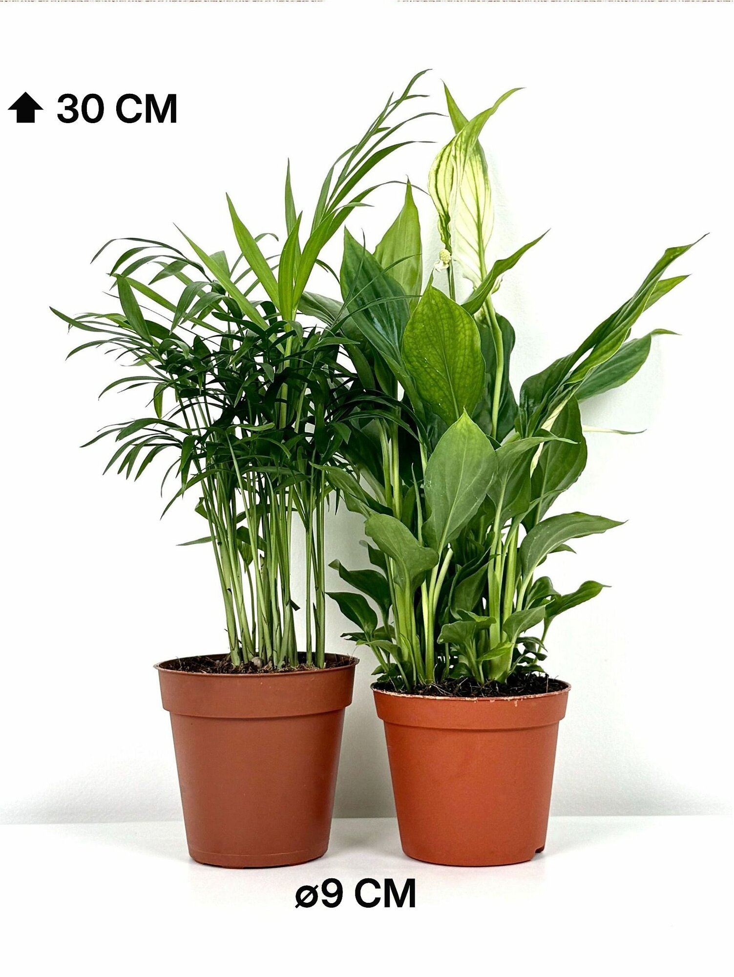 Набор - 2 растения (D9): Хамедорея и Спатифиллум, высота 30см