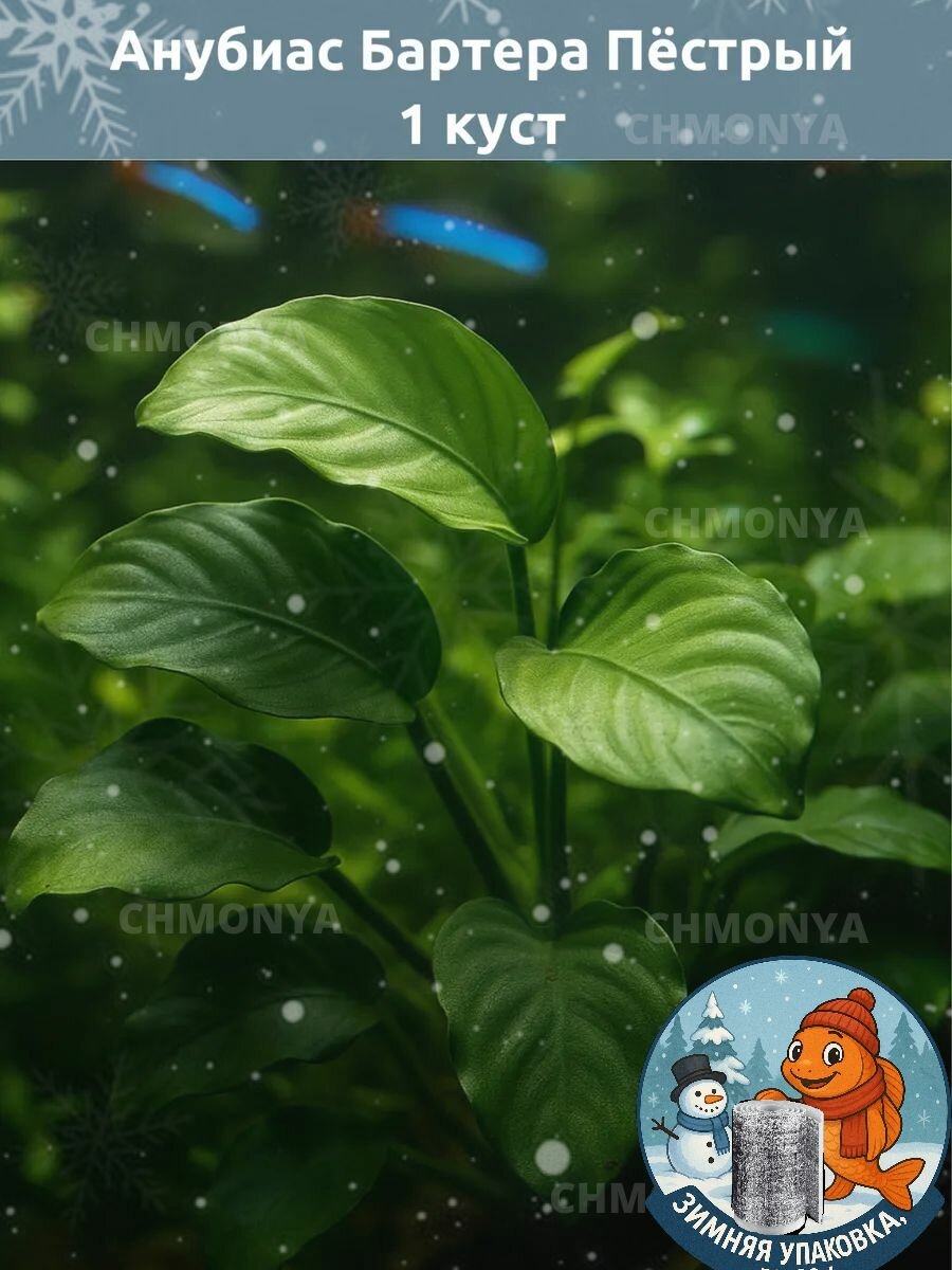 Аквариумное растение Анубиас Бартера Пестрый (Anubias Barteri barteri), живое аквариумное растение 1 куст