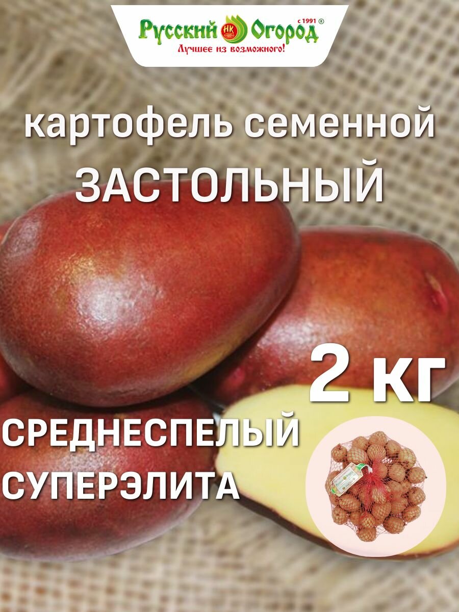 Картофель семенной Застольный