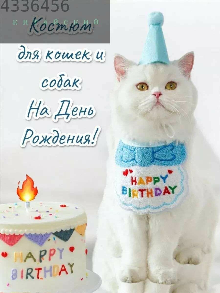 Ошейник и колпак для кошки и собаки на День Рождения4543645