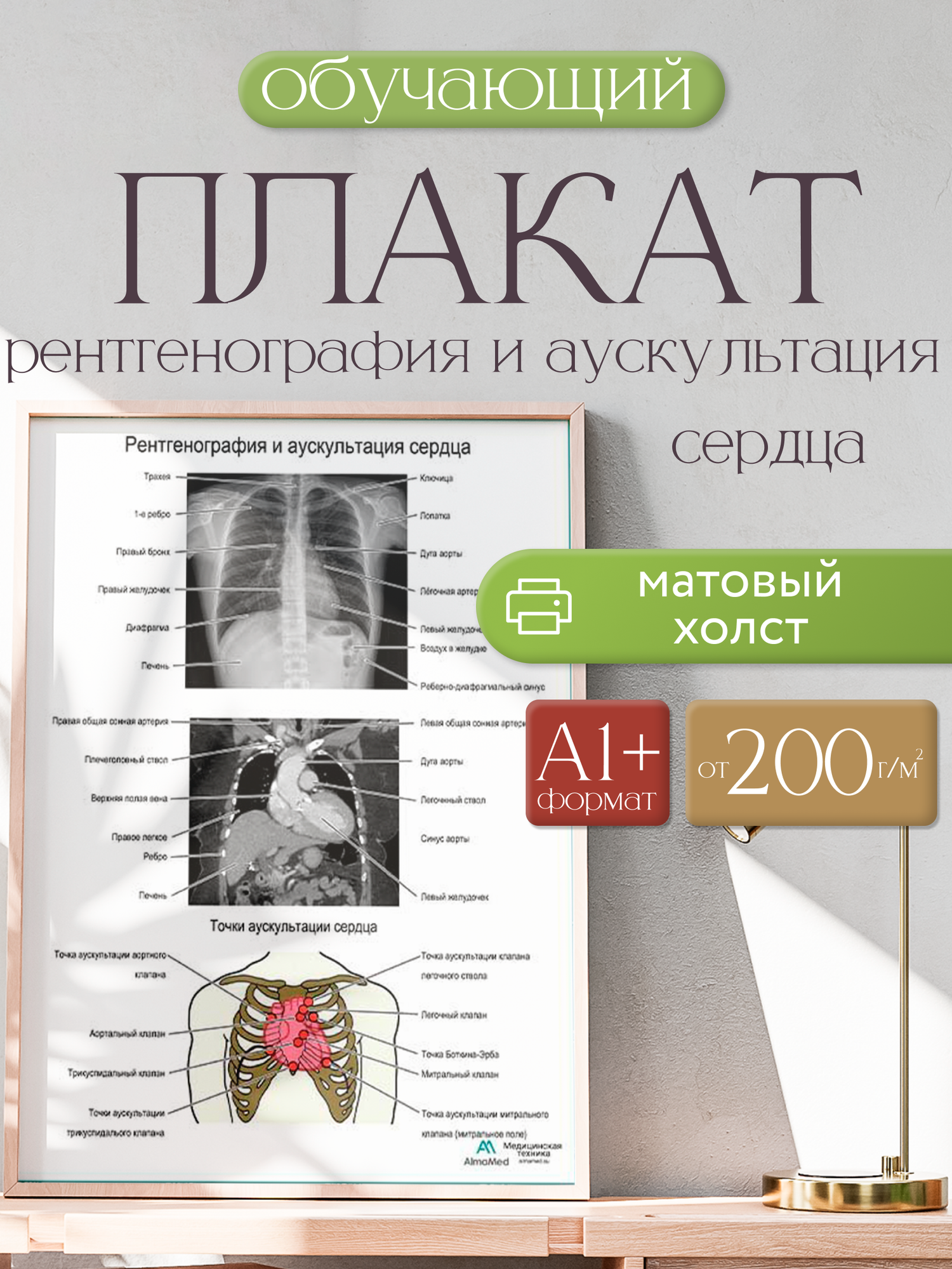 Обучающий плакат "Рентгенография и аускультация сердца", размер А1+, матовый холст от 200г/м2