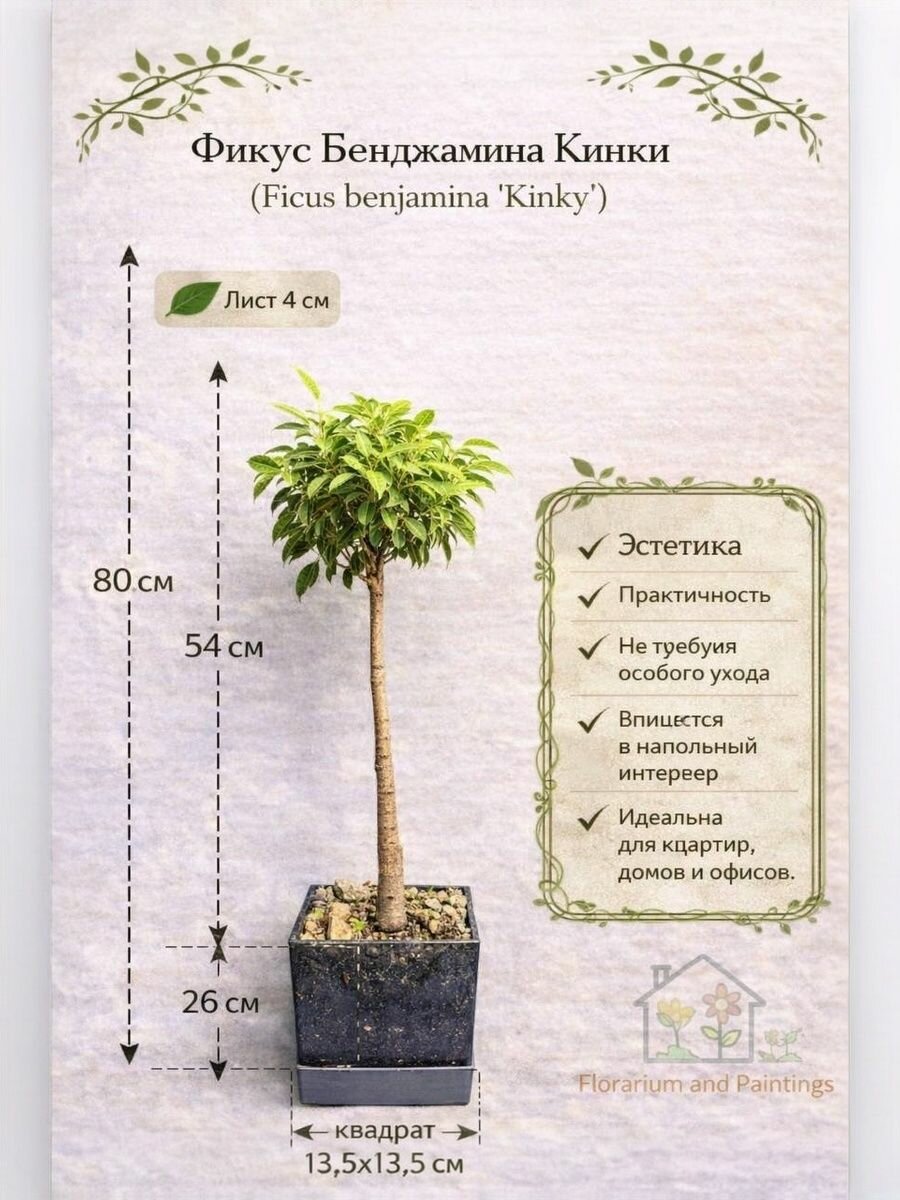 Комнатное растение Фикус Бенджамина Кинки (Ficus benjamina 'Kinky')