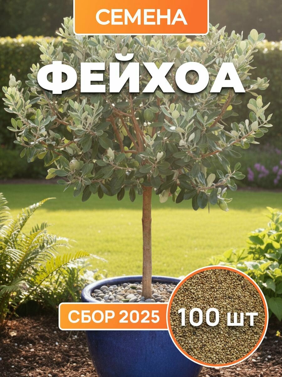 Семена Фейхоа (Acca sellowiana) — комнатный плодовый бонсай с ароматными цветами и съедобными плодами, 100 шт