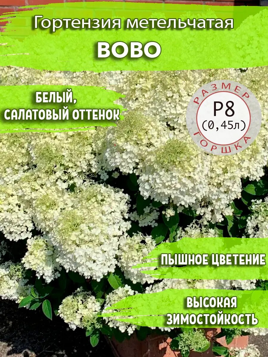 Гортензия метельчатая Bobo