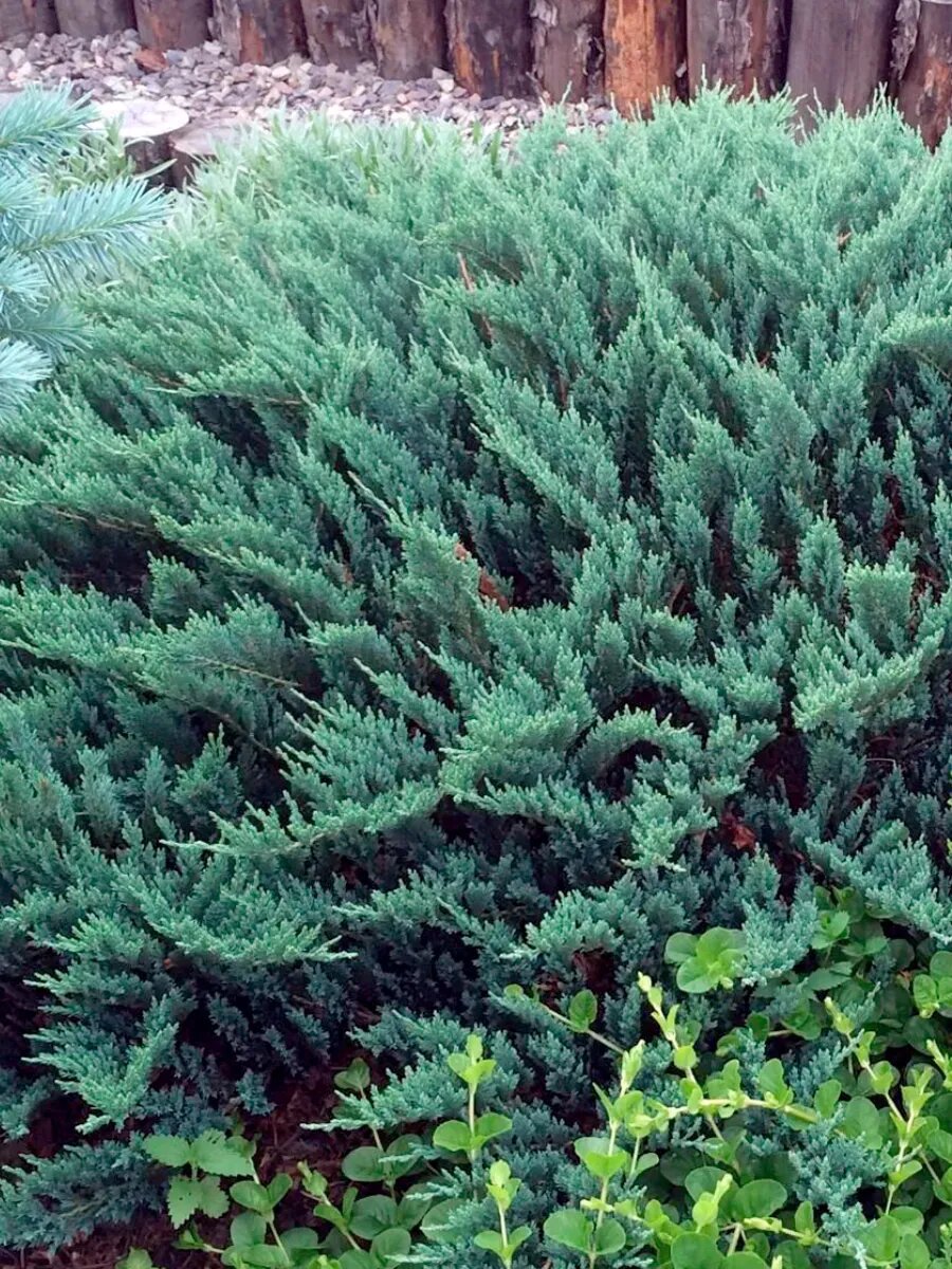 Можжевельник горизонтальный Blue Chip