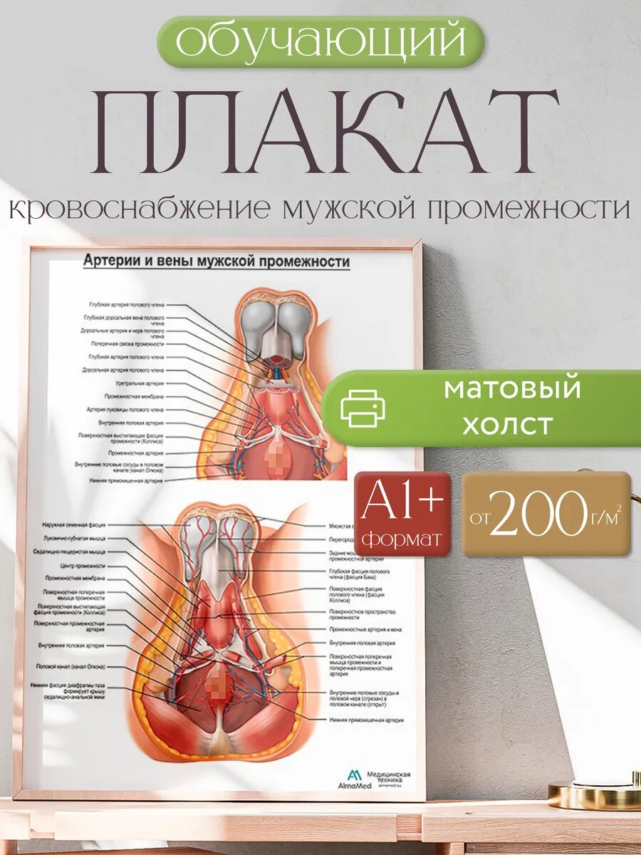 Кровоснабжение мужской промежности, плакат А1+, матовый холст от 200г/м2