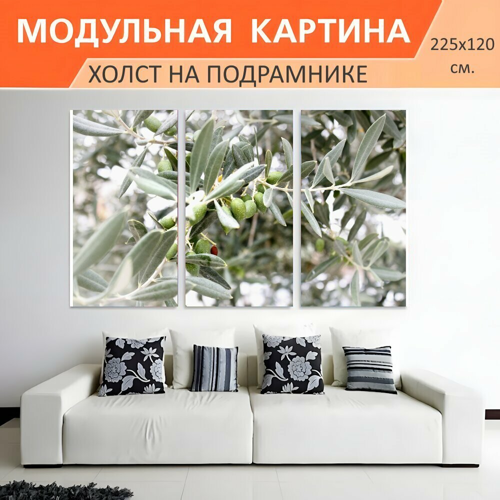 Модульная картина на холсте "Оливки, ветка оливы, средиземноморье" триптих на подрамнике 225х120 см. для интерьера