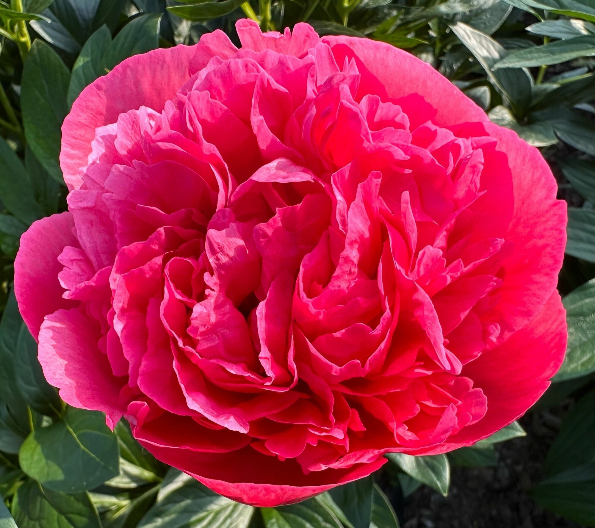 Пион Raspberry Fluff (Расберри Флафф)