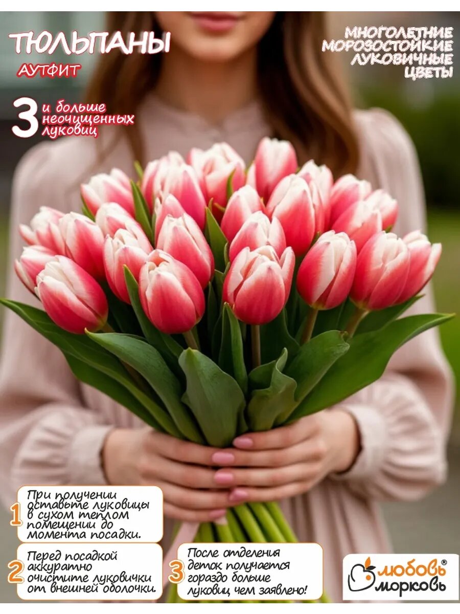 Тюльпаны "Аутфит", луковицы, многолетники, высота 50 см, 3 шт