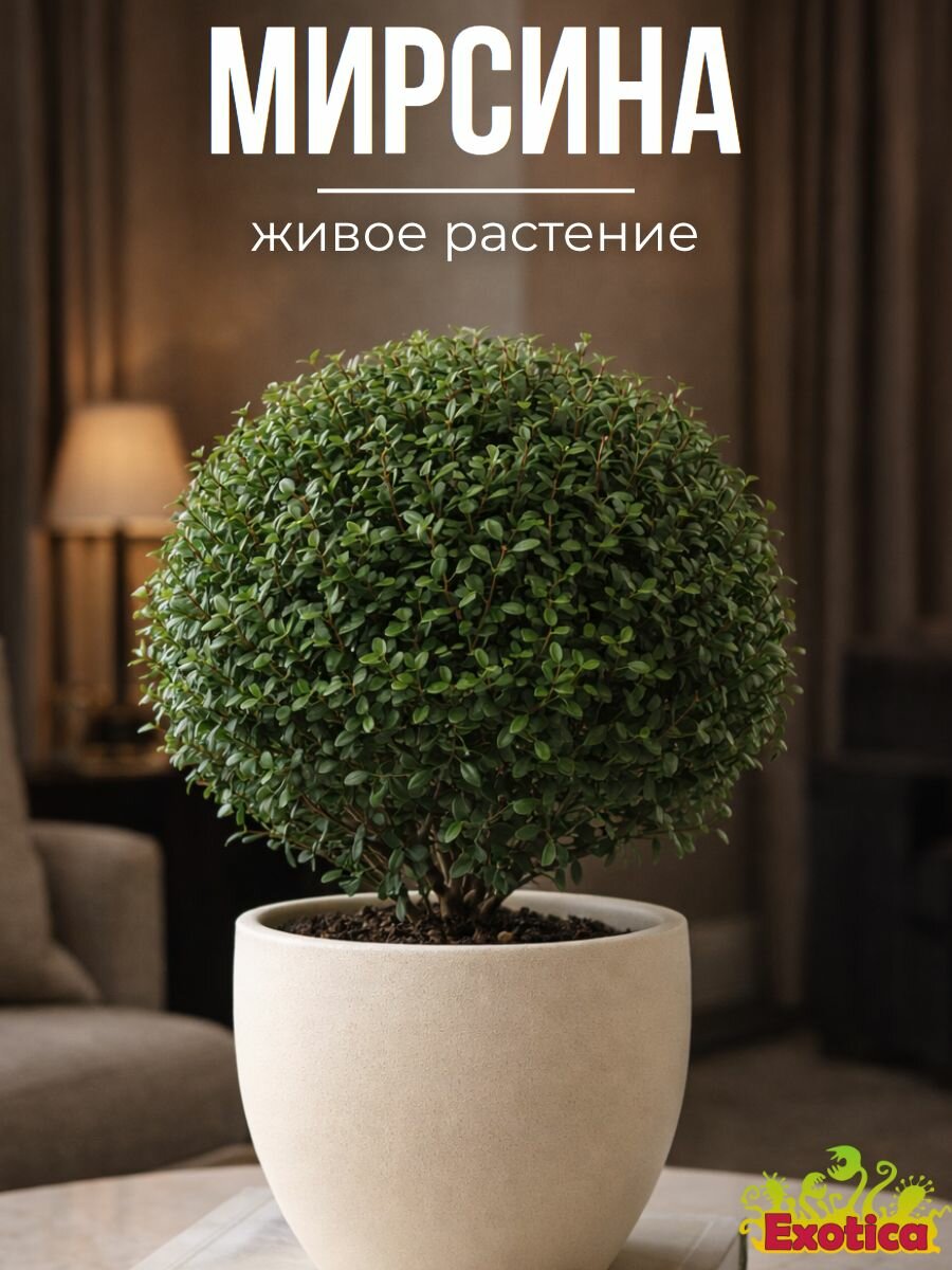 Мирсина Африканская (Myrsine Africana) D14см, растение в горшке