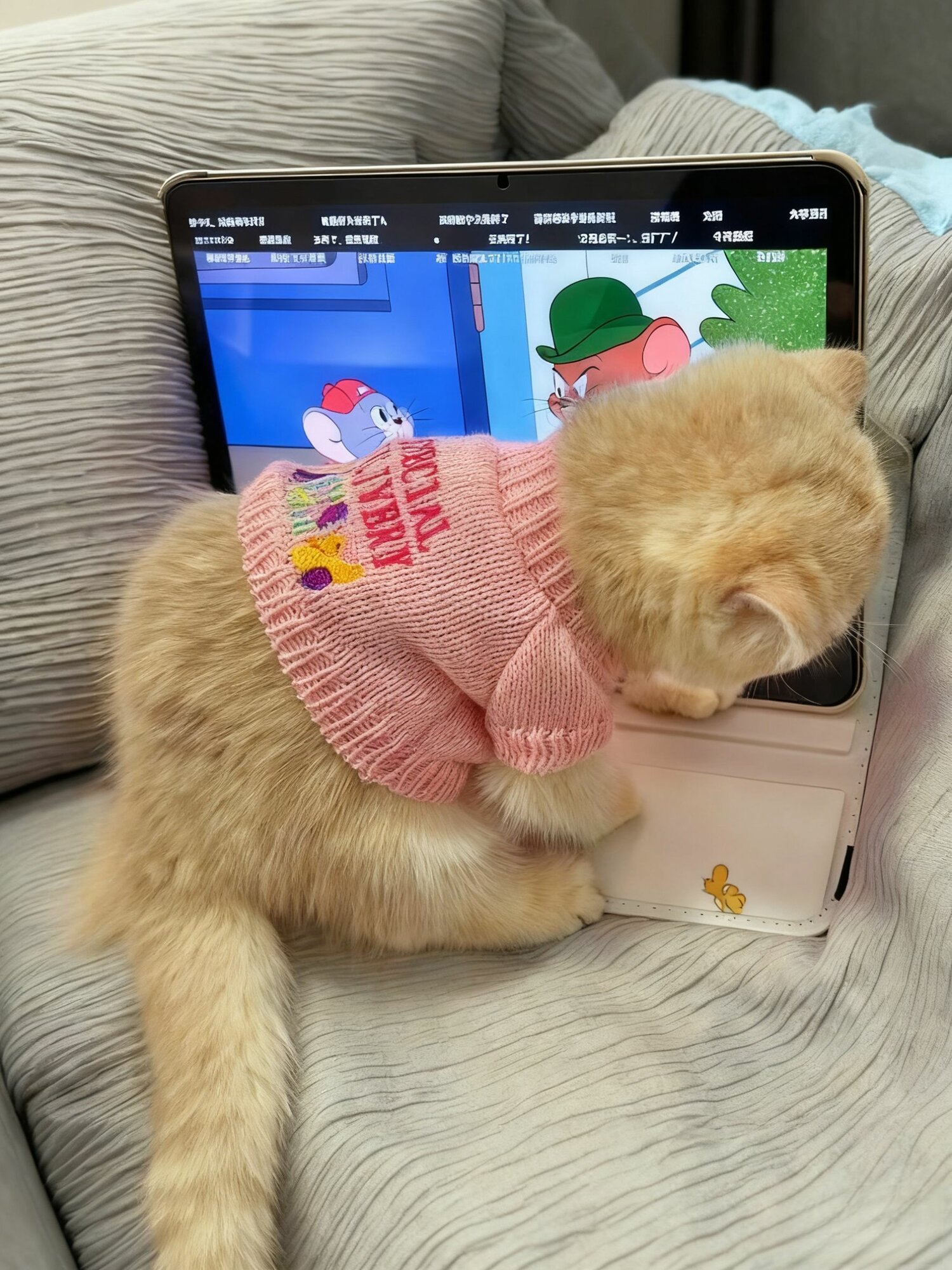 Одежда для кошек — фото 1