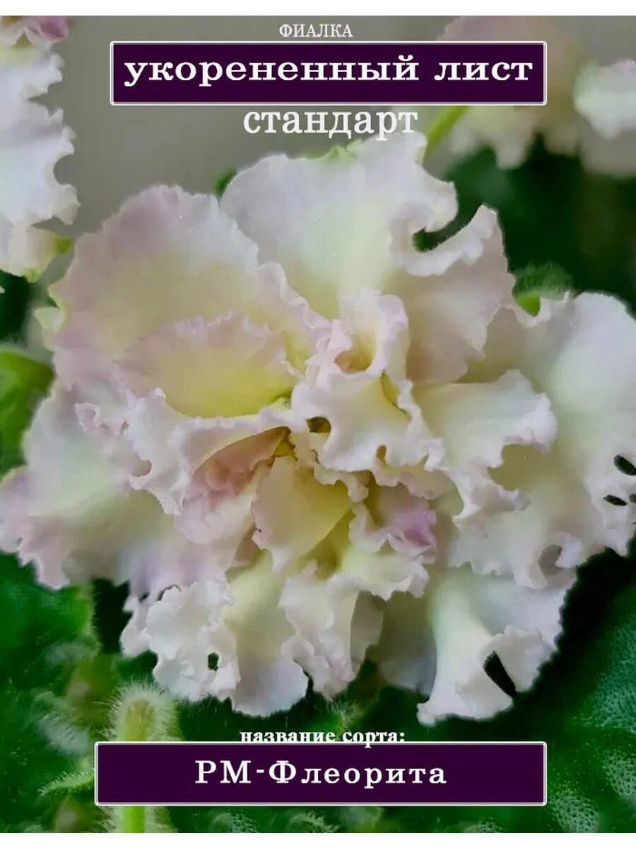 Фиалка укорененный лист сорт РМ-Флеорита