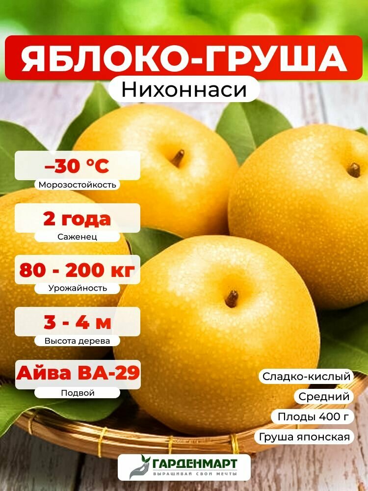 Саженец морозостойкий Яблоко-груша (груша японская) Нихоннаси