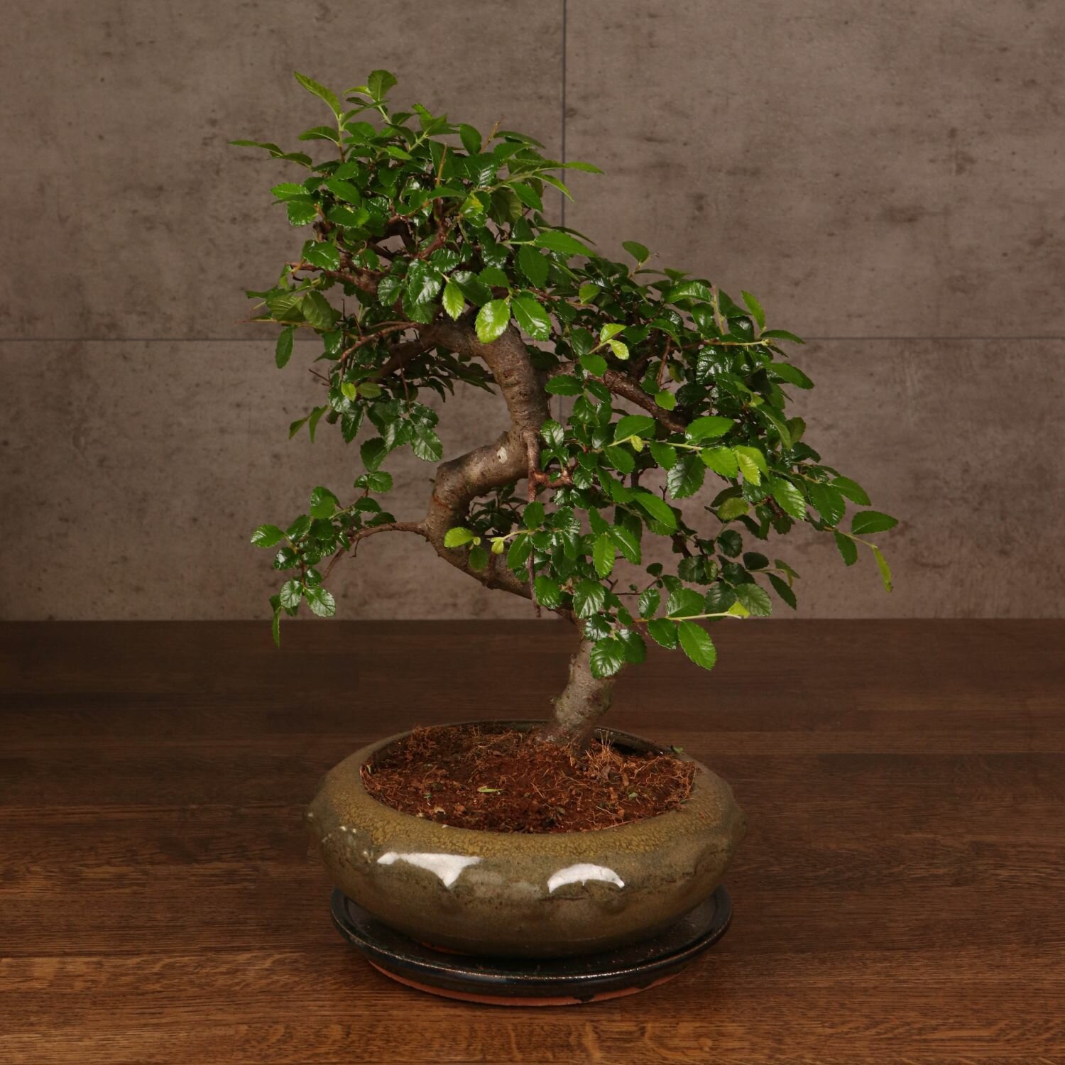 Бонсай Вяз в круглой плошке 40 см