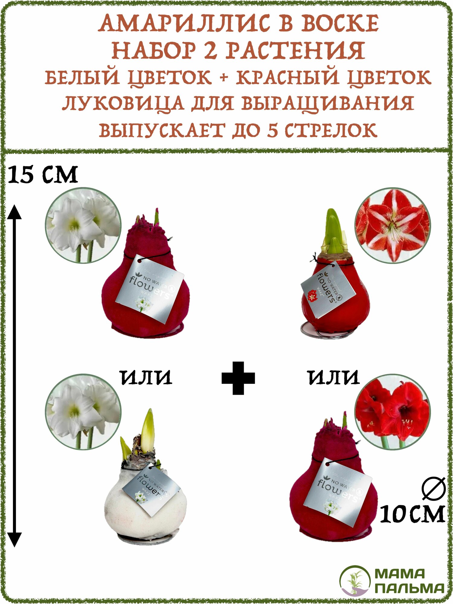 Амариллис 2 луковицы (набор) с красным цветком в оболочке случайного цвета (до 5 стрелок из луковицы)