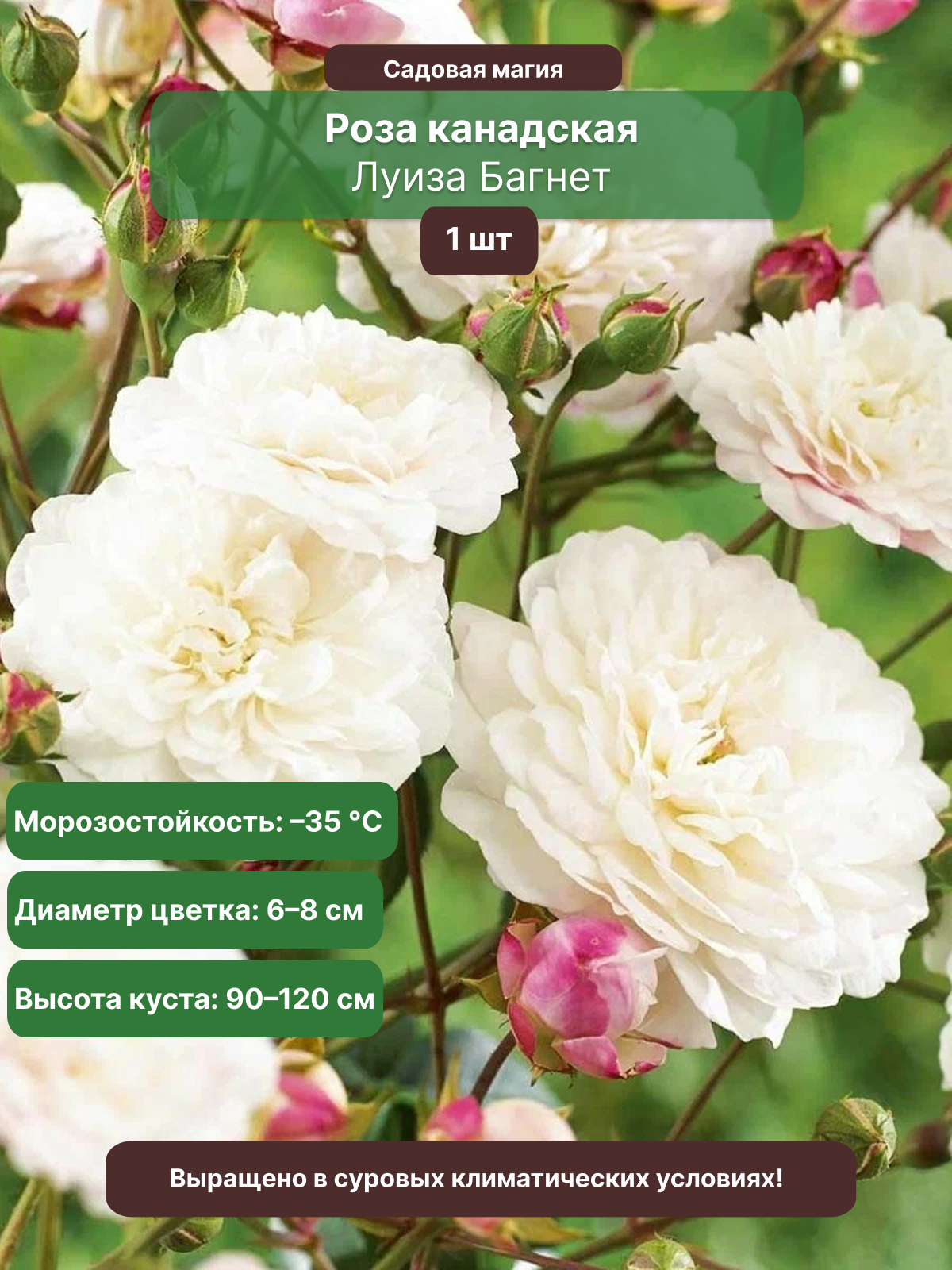 Роза канадская Луиза Багнет / 1 шт, морозостойкая, белая с малиновыми пятнами