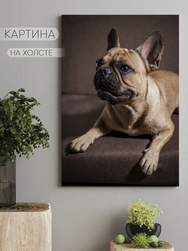 Картина на холсте милая собака Французский бульдог (27) 20х30 см