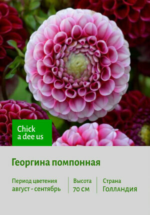 Георгина помпонная Шик А Ди Юс (Chick a dee us) 1 шт. Сотка