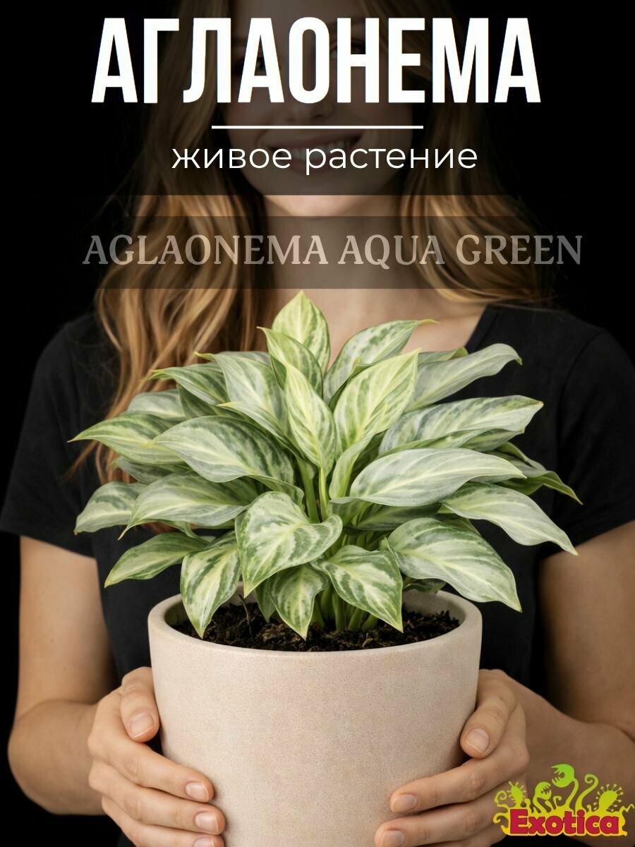 Аглаонема Аква Грин (Aglaonema Aqua Green) D12см, живой цветок