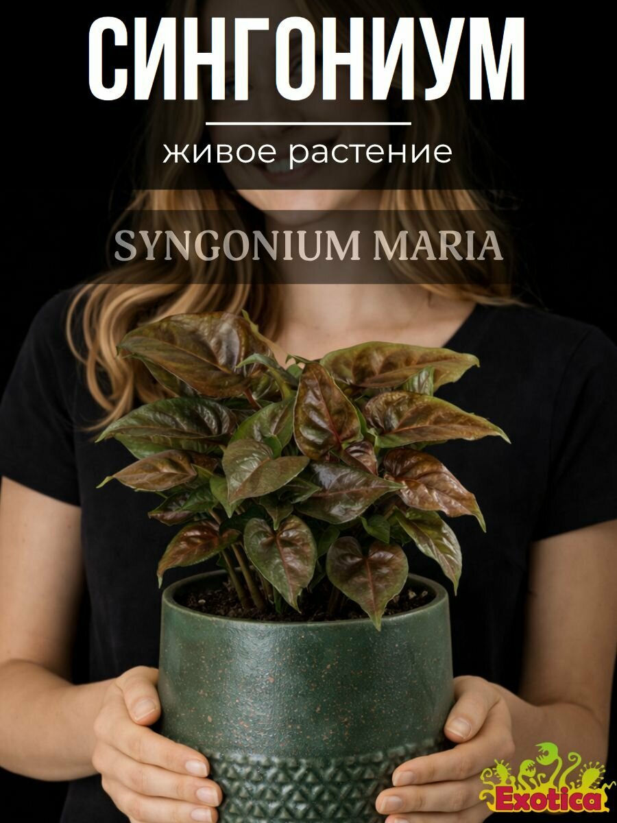 Сингониум Мария (Syngonium Maria) D6см, домашний цветок