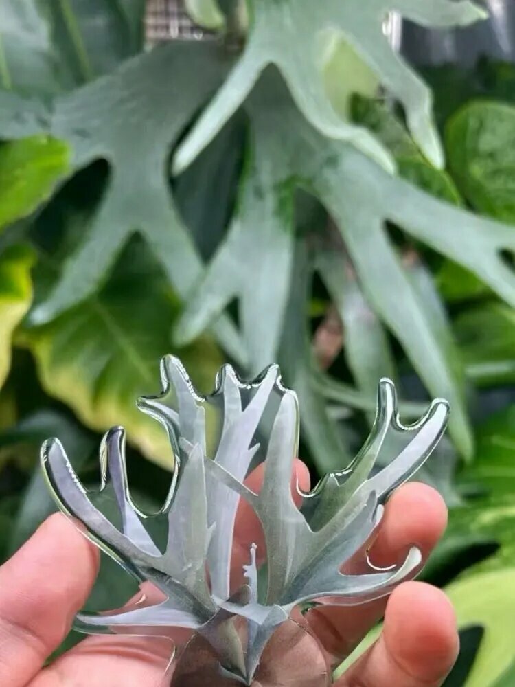 Магия Растений: Редкие тропические растения, креативные магниты на холодильник, декор для дома, серия растительных магнитов