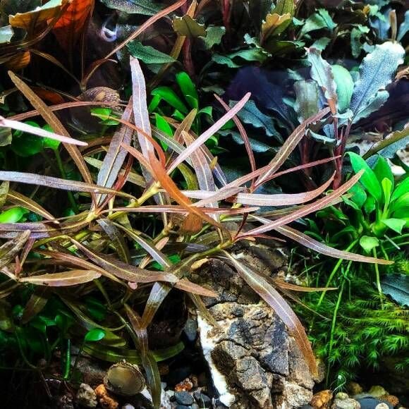 Гигрофила арагуая (Hygrophila lancea). 3 ветки