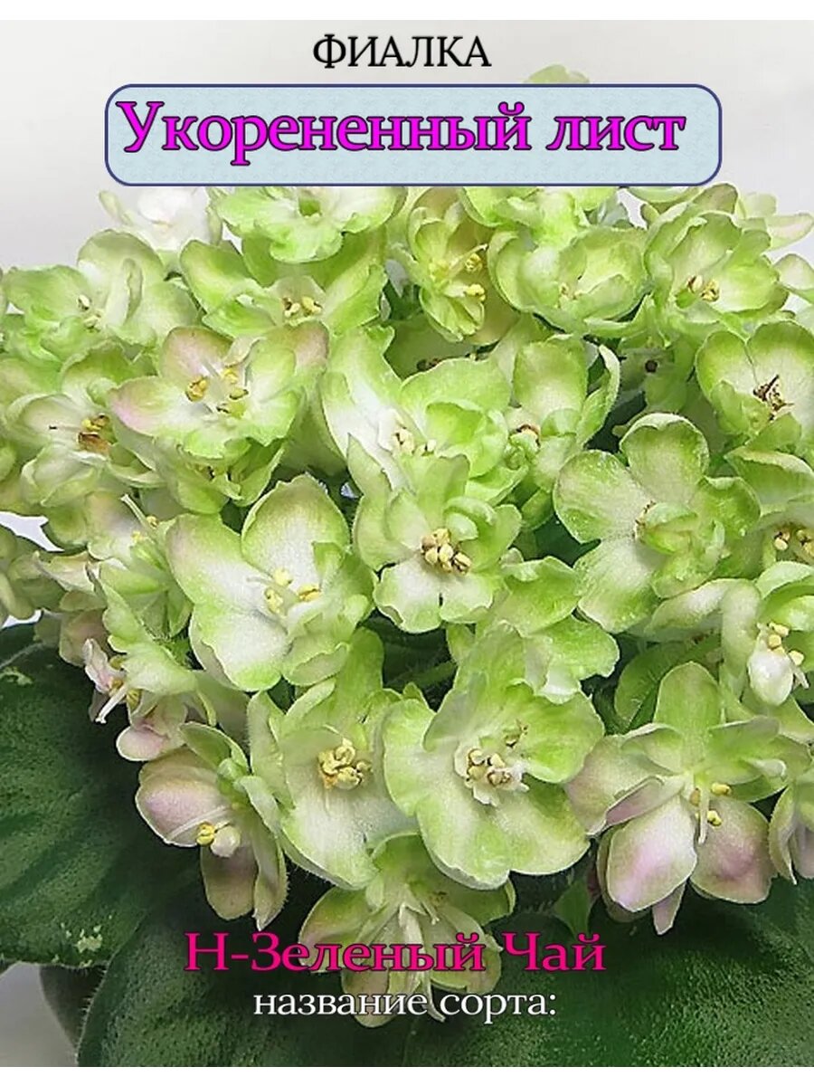 Фиалка живая в горшке комнатная сорт Н-Зеленый Чай (укорененный лист) 1 штука