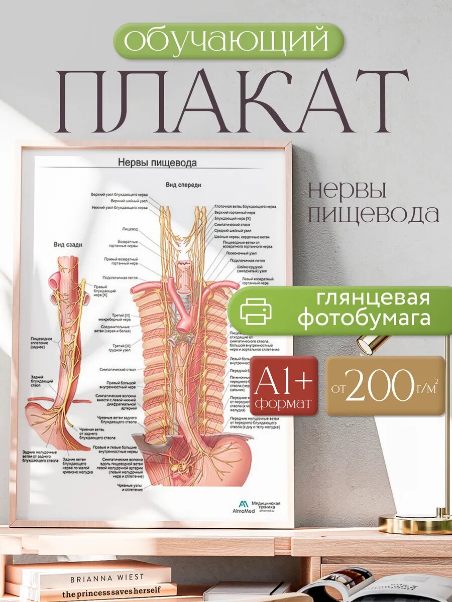 Нервы пищевода, плакат глянцевый А1+, плотная фотобумага от 200г/м2