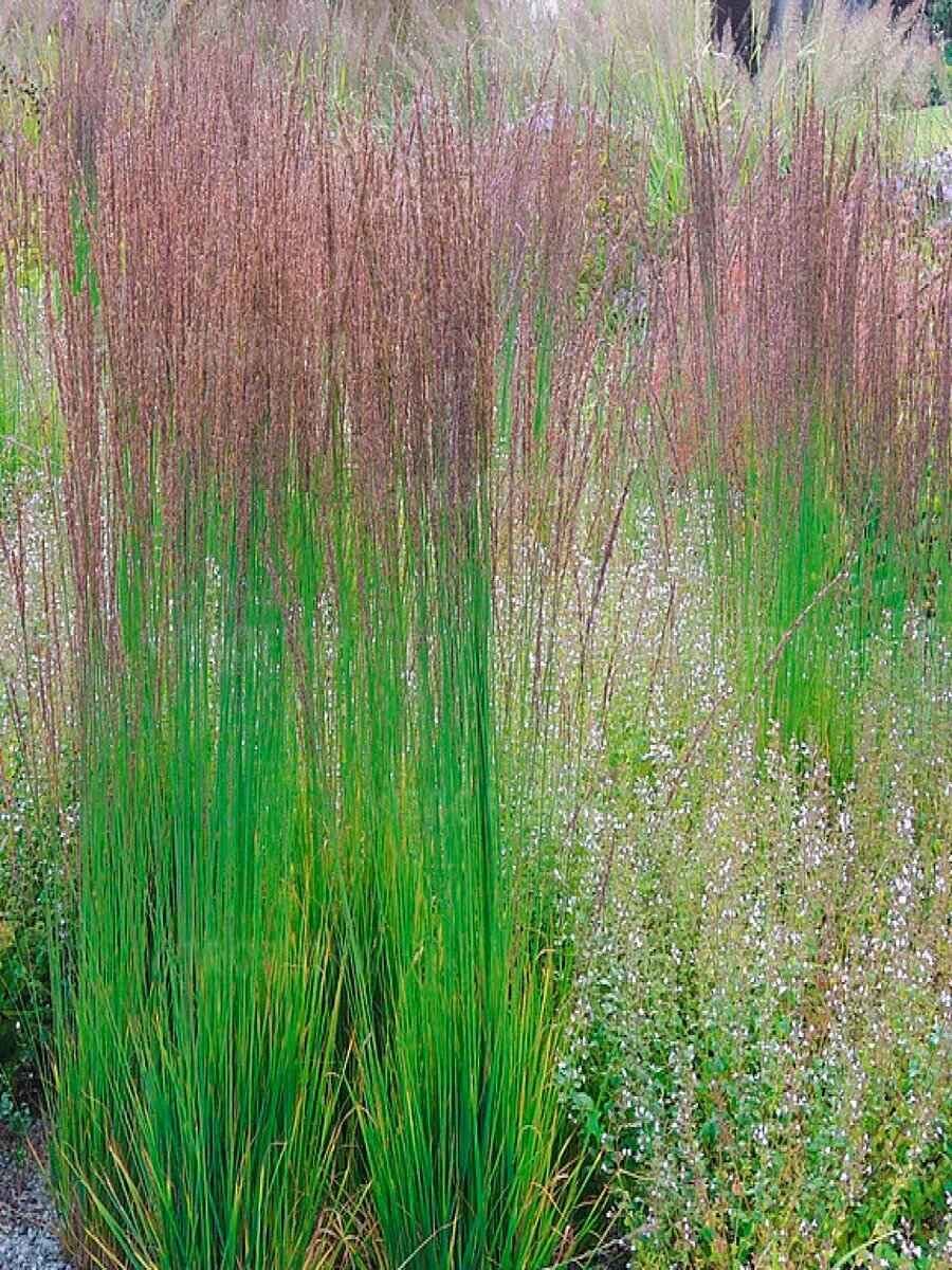 Молиния голубая Moorhexe