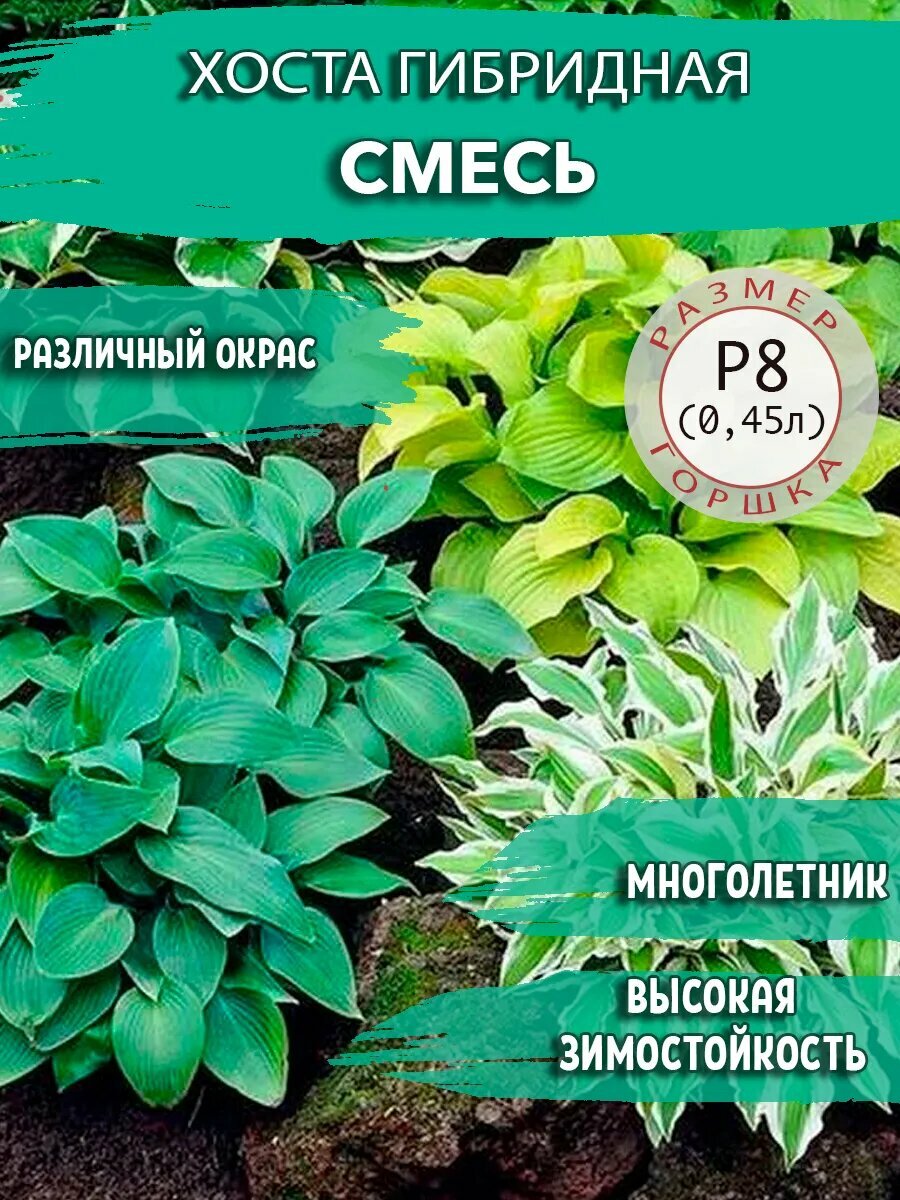 Хоста гибридная Смесь