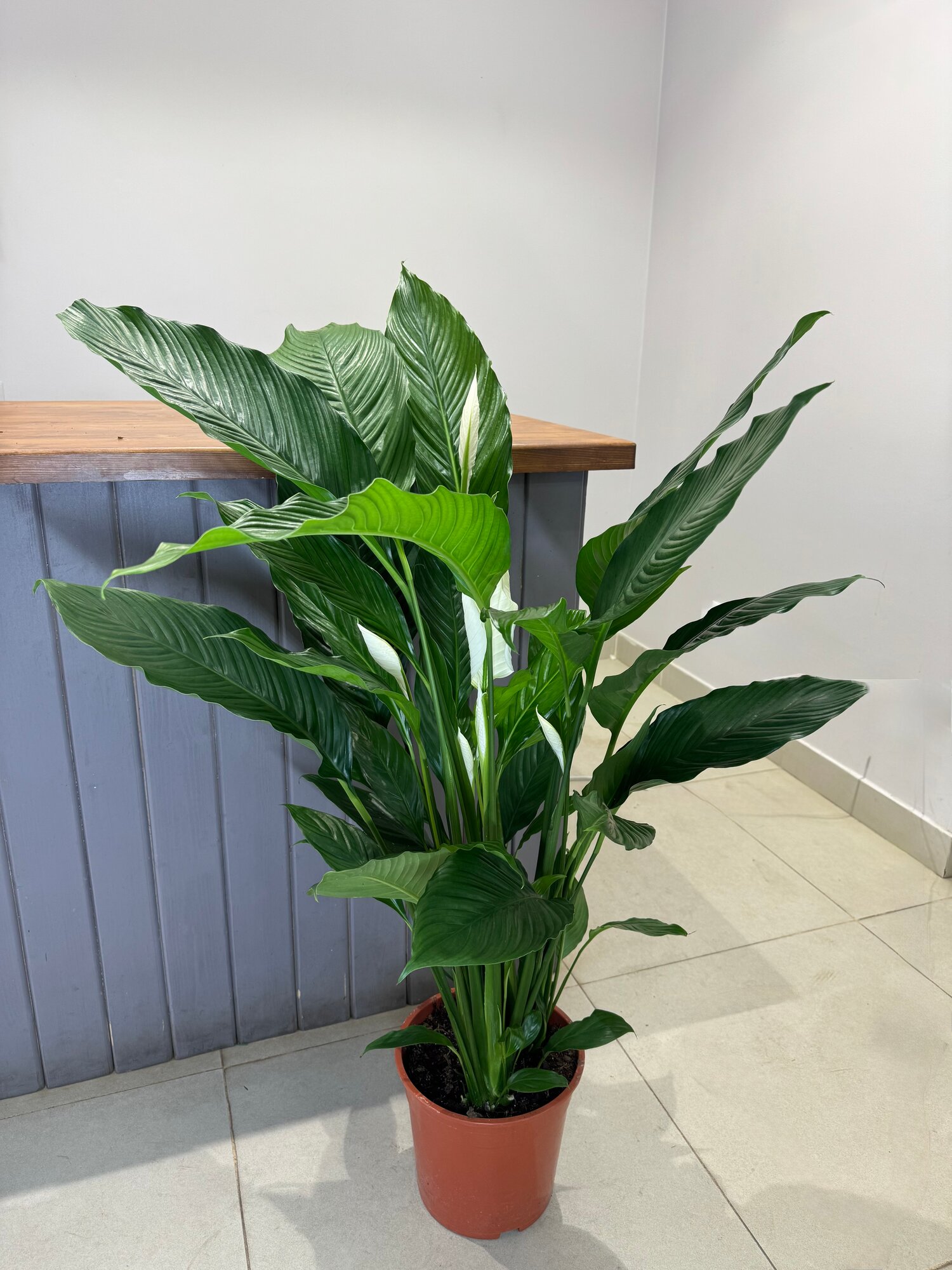 Комнатное растение "Спатифиллум", в горшке 24 см, высота 120 см