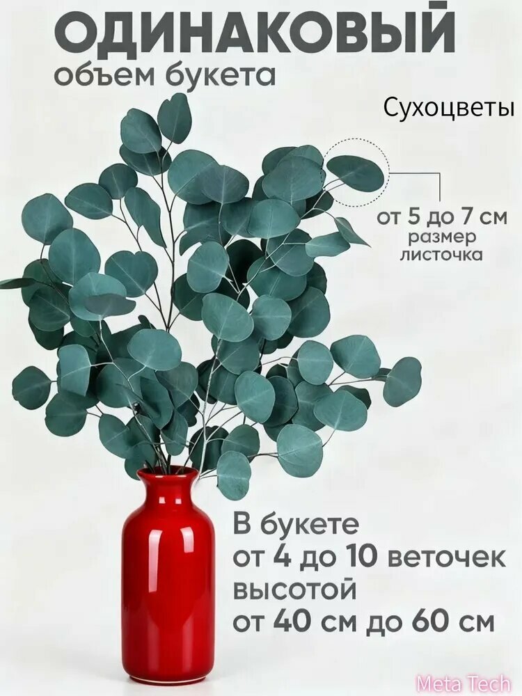 TRAVADECOR Сухие цветы, Красспедия, 50 см, 100 г