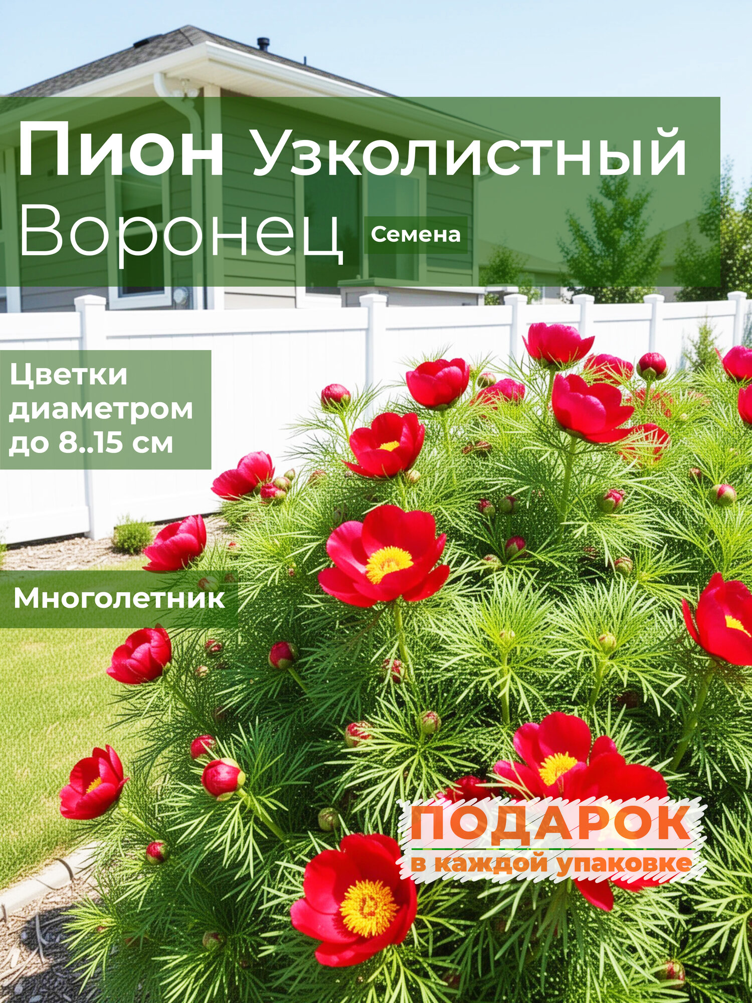 Пион Узколистный Воронец, Семена, 5 шт, Семена цветов и цветущих кустарников