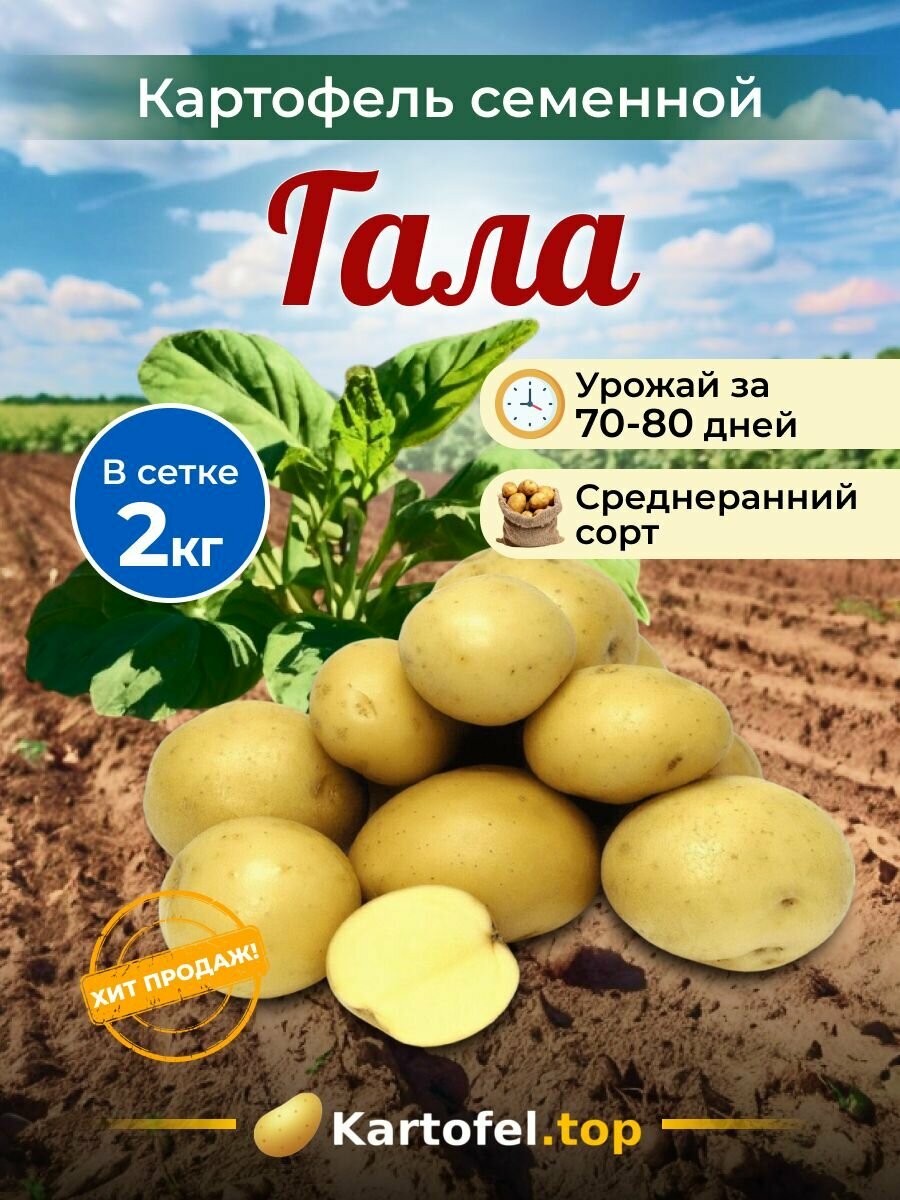 Картофель семенной клубни на посадку, саженцы "Гала" элита (2 кг)