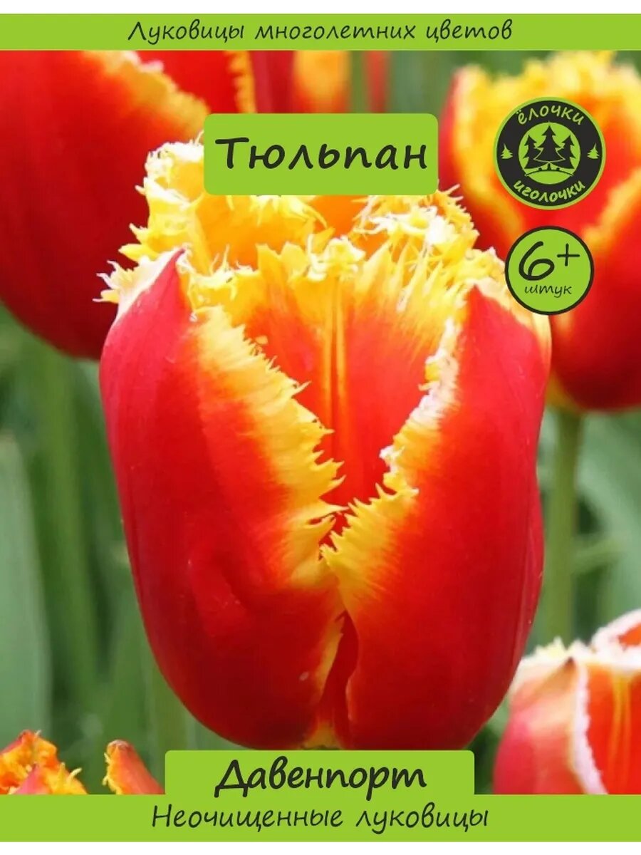 Тюльпан Луковица, Давенпорт, 6+ шт