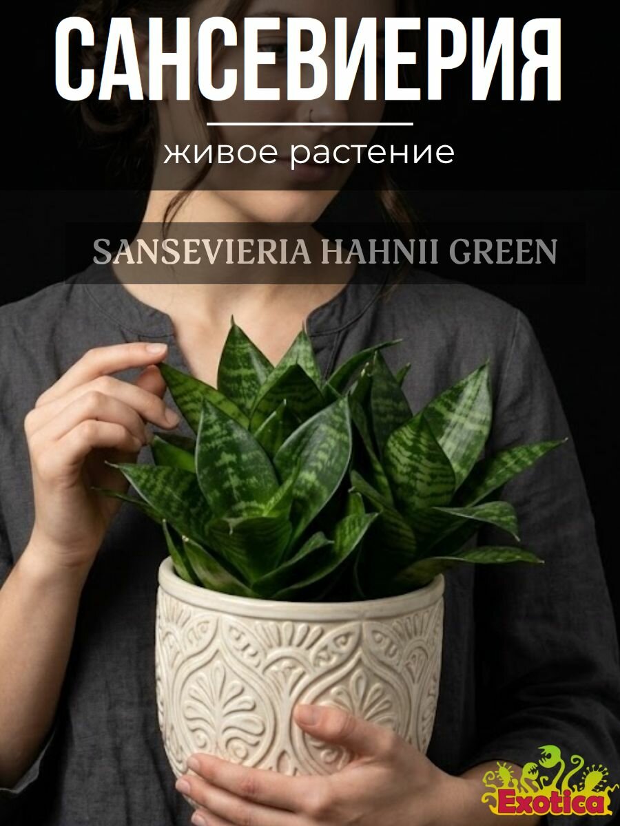 Сансевиерия Ханни Грин (Sansevieria Hahnii Green) D6см, растение в горшке