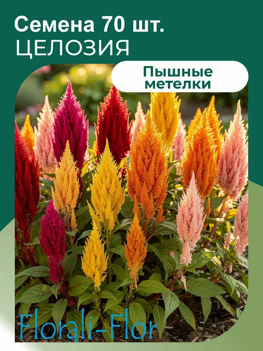 Целозия Семена