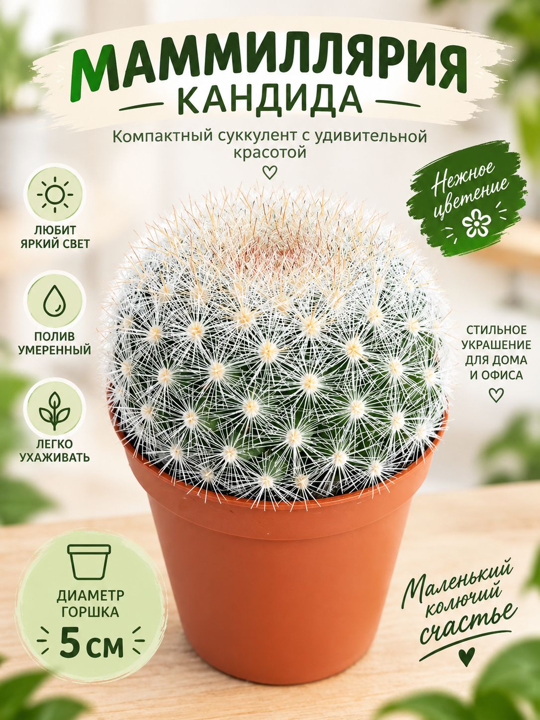 Маммиллярия Кандида (Mammillaria), живое растение, D-5 живое растение