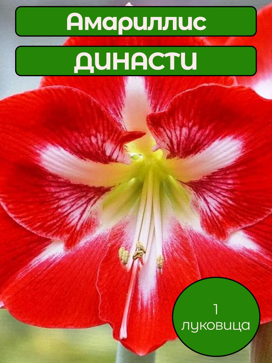 Луковицы Амариллиса Династи 1 шт