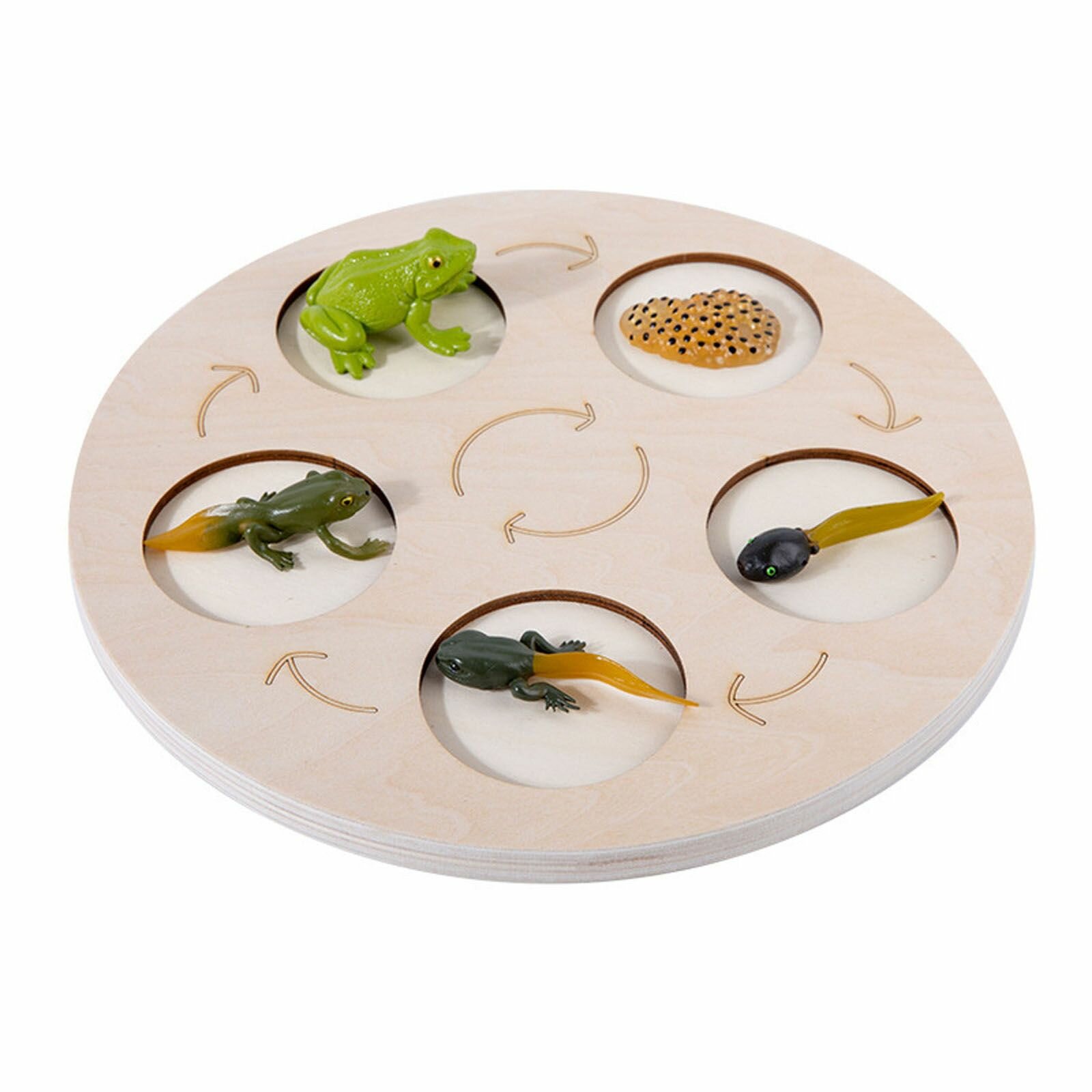 (1 комплект) Познавательные игрушки для детей в области науки и образования, связанные с жизненным циклом животных и растений-Лягушка