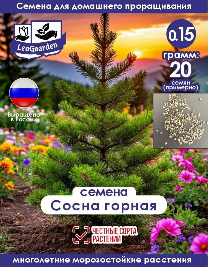 Семена, Сосны Горной, 0,15 грамм