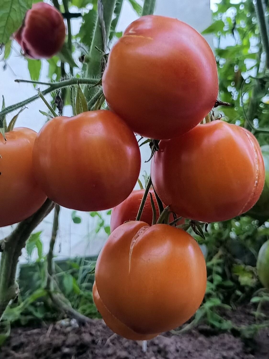 Персик сердцевидный с антоцианом 7шт+бонус