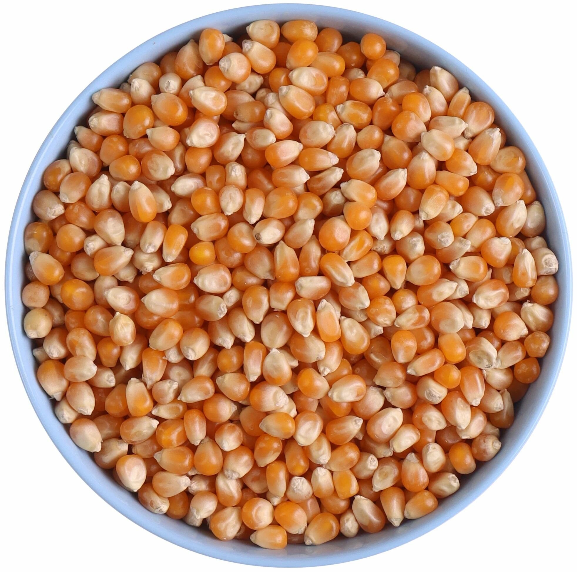 Кукуруза Поп-корн семена для выращивания30 штук, для плантации + Подарок