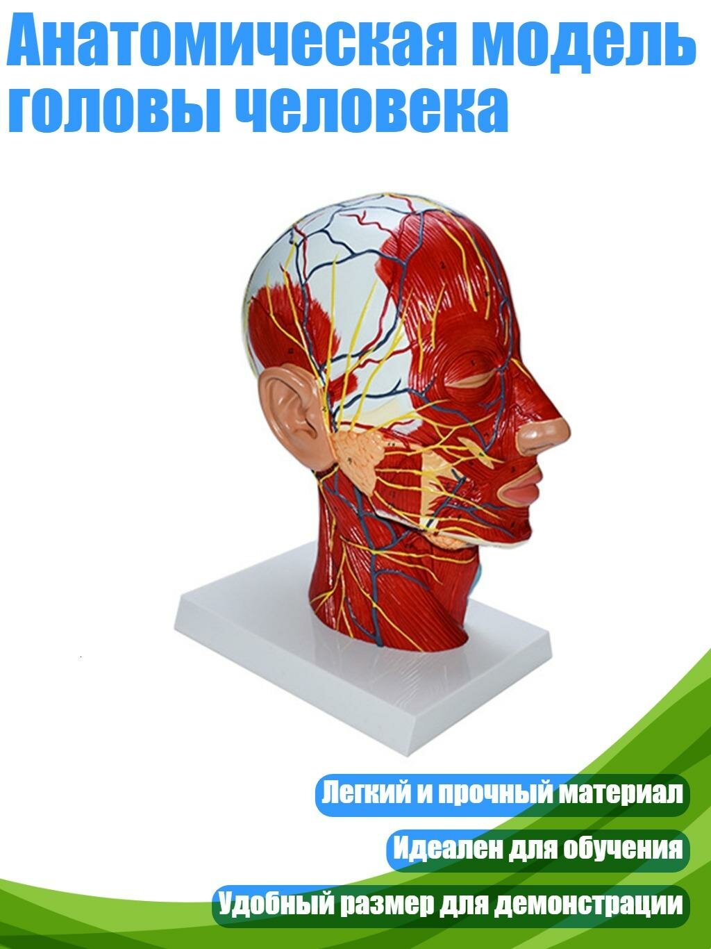 Анатомическая модель головы человека